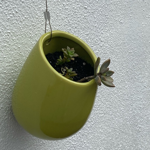 deroma | Other | New Deroma Hanging Wall Plantersfree Succulents | Poshmark